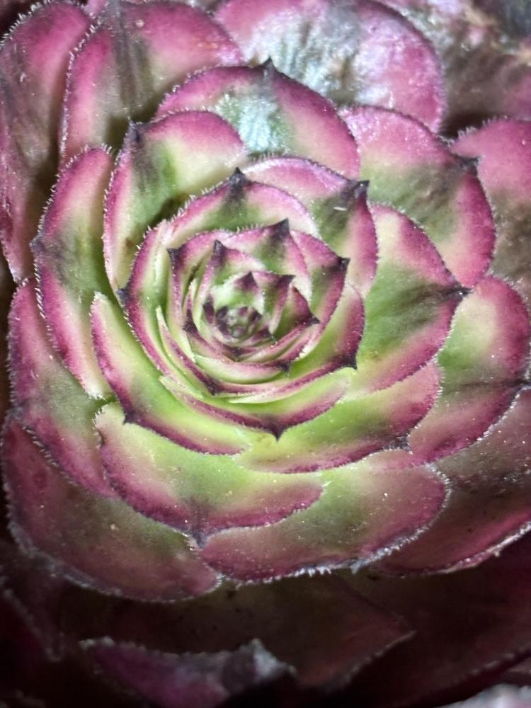 Aeonium 'Moon Chan' in the Aeoniums Database - Garden.org