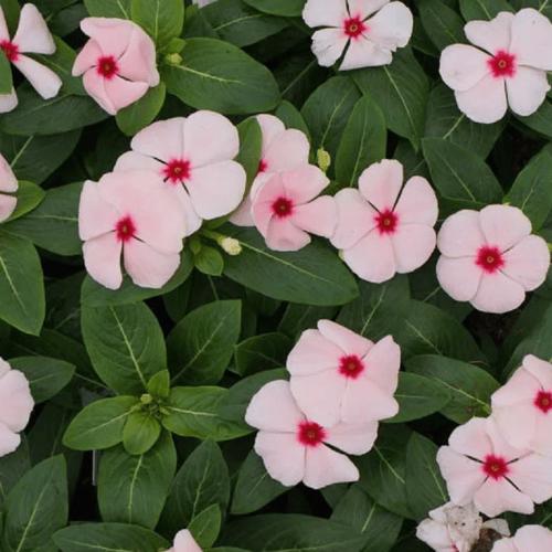 Photo of the entire plant of Vinca (Catharanthus roseus SunStorm ...