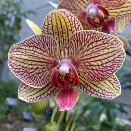 Orchid (Phalaenopsis KV Beauty) - Garden.org