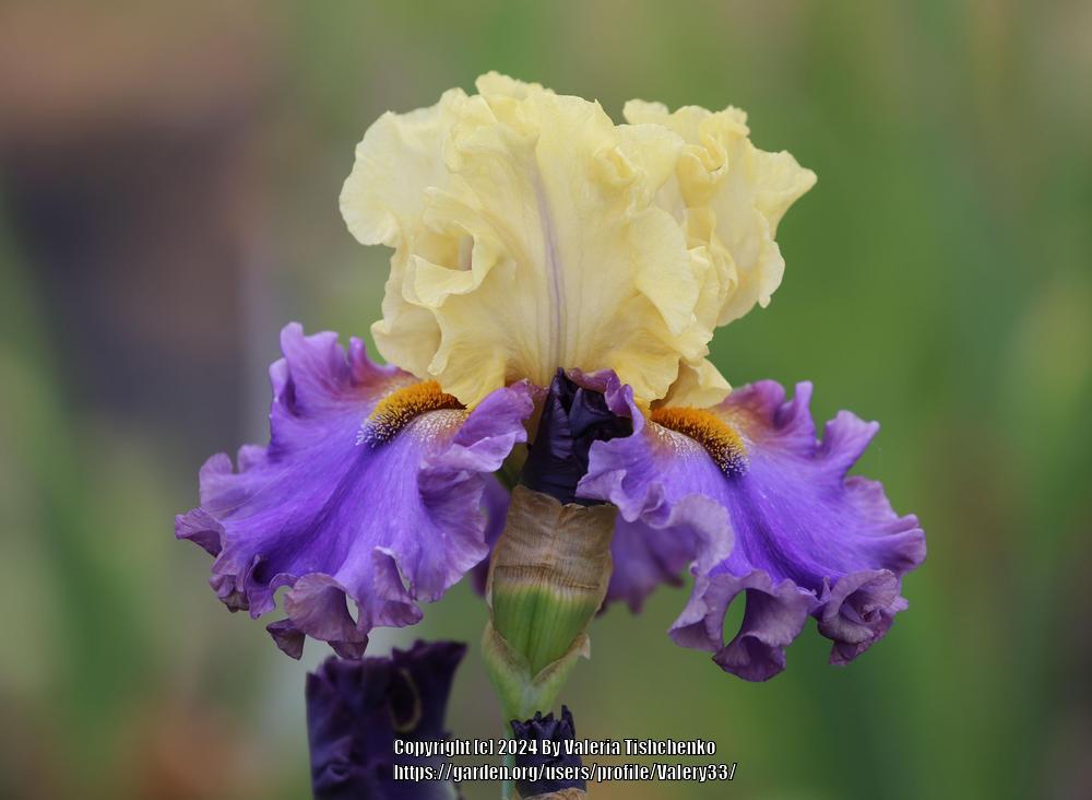 Photo of the bloom of Tall Bearded Iris (Iris 'Secret Past') posted by ...