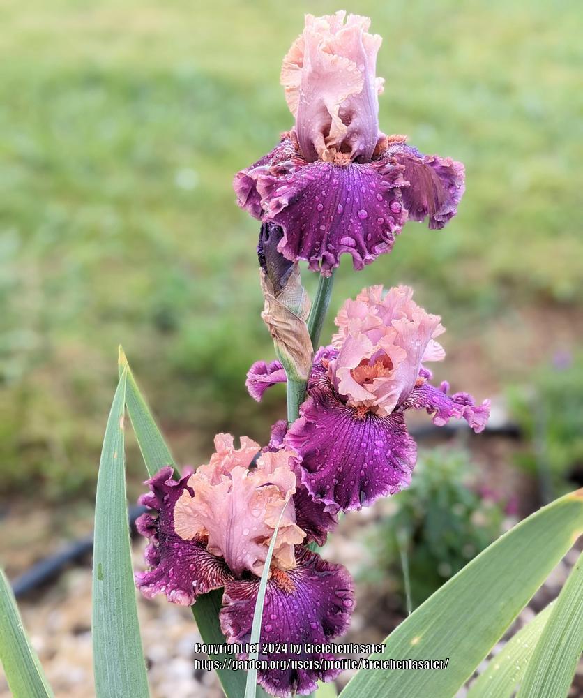 Tall Bearded Iris (Iris 'Autumn Jewel') in the Irises Database - Garden.org