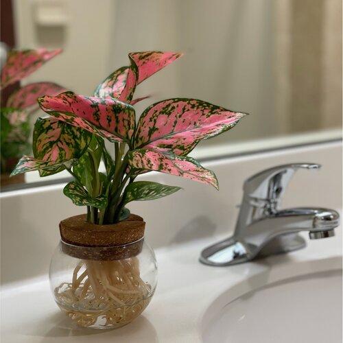 Chinese Evergreen (Aglaonema Igneous™ Ruby Crab™) in the Aglaonemas ...