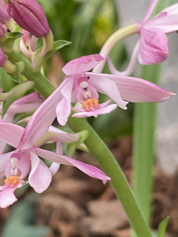 Photo of the bloom of Orchid (Calanthe sylvatica) posted by SL_gardener ...