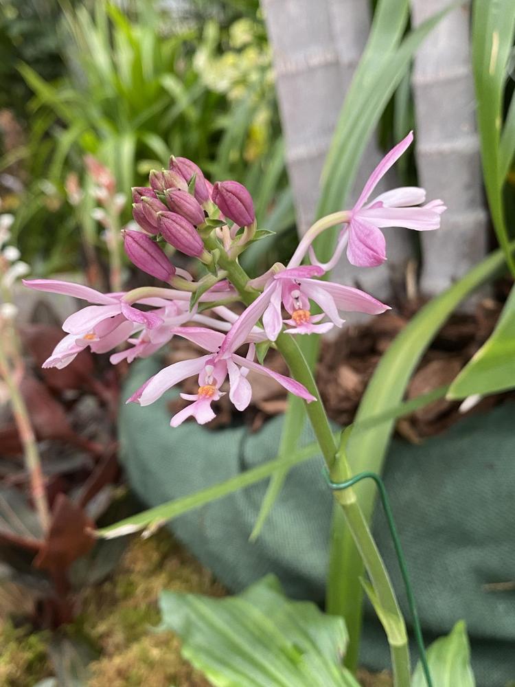 Photo of the bloom of Orchid (Calanthe sylvatica) posted by SL_gardener ...