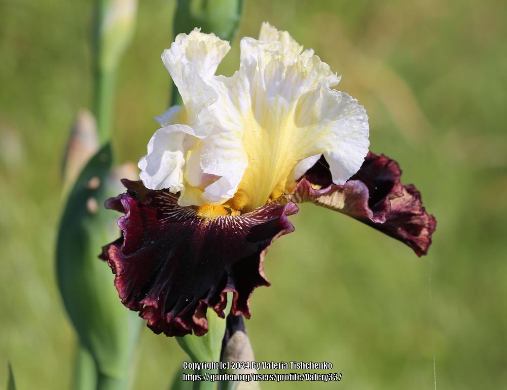 Tall Bearded Iris (Iris 'Dancing Home') in the Irises Database - Garden.org