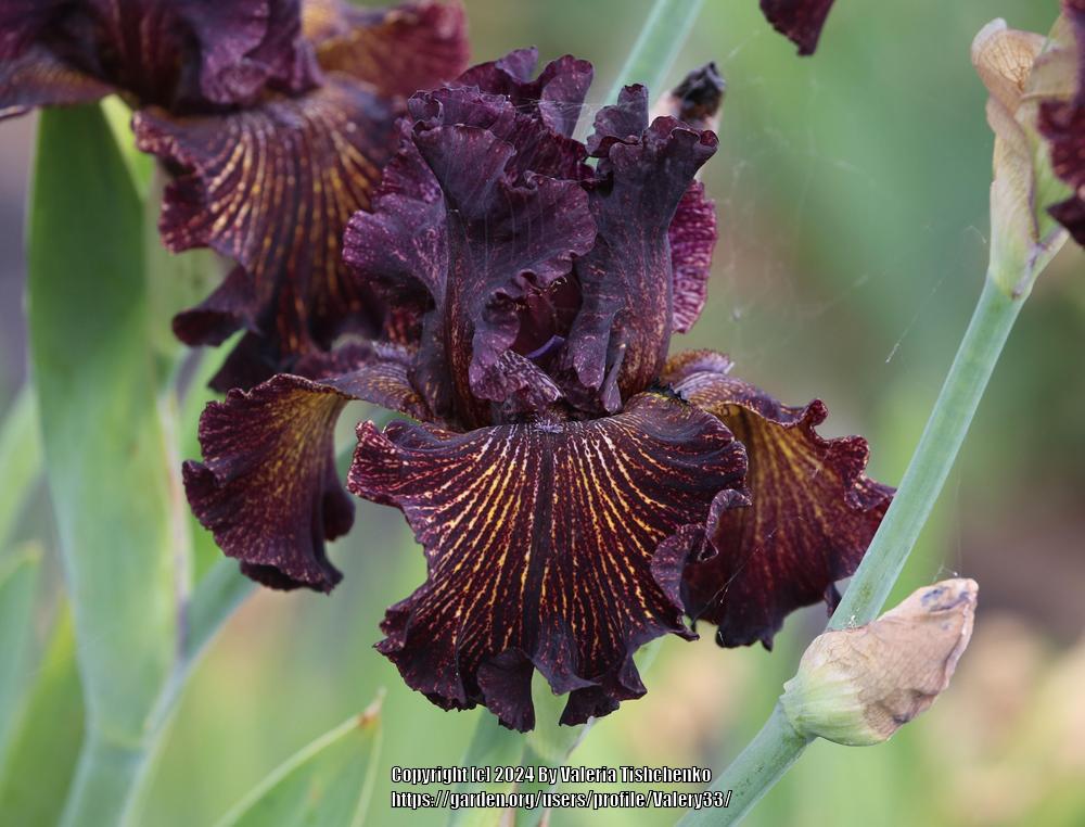 Photo of the bloom of Tall Bearded Iris (Iris 'Dark Energy') posted by ...