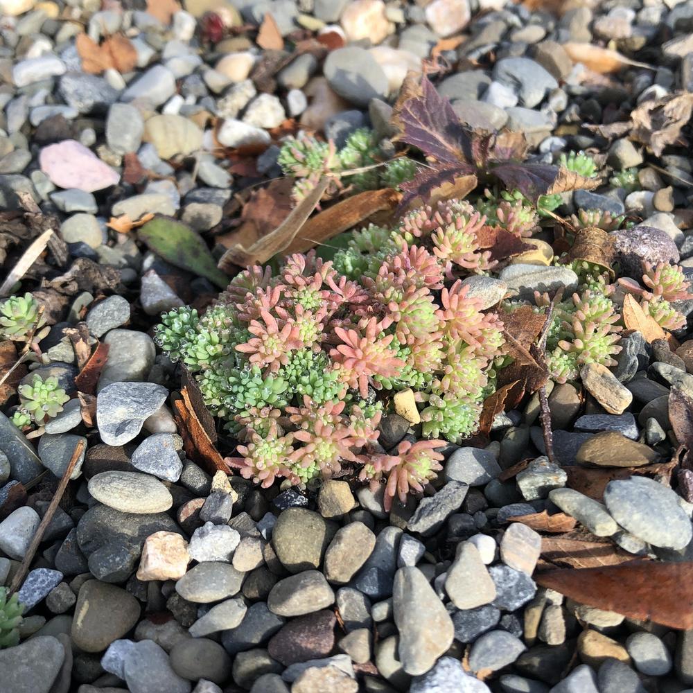 Photo of the entire plant of Turkish Stonecrop (Sedum pallidum) posted ...