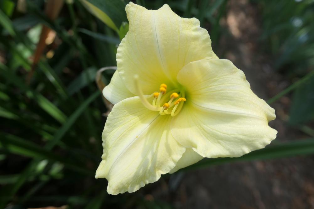 Daylily (Hemerocallis 'Longfields Pearl') in the Daylilies Database ...