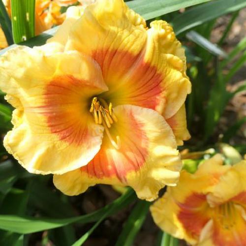 Daylily (Hemerocallis 'Longfields X Factor') in the Daylilies Database ...