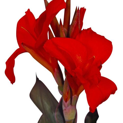 Canna Lily (Canna 'Atlantic Beauty') in the Cannas Database - Garden.org