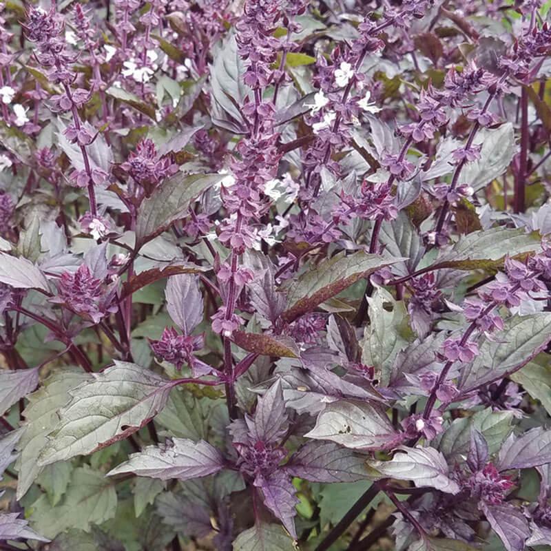 Photo of the entire plant of Basil (Ocimum basilicum 'Aromatto') posted ...
