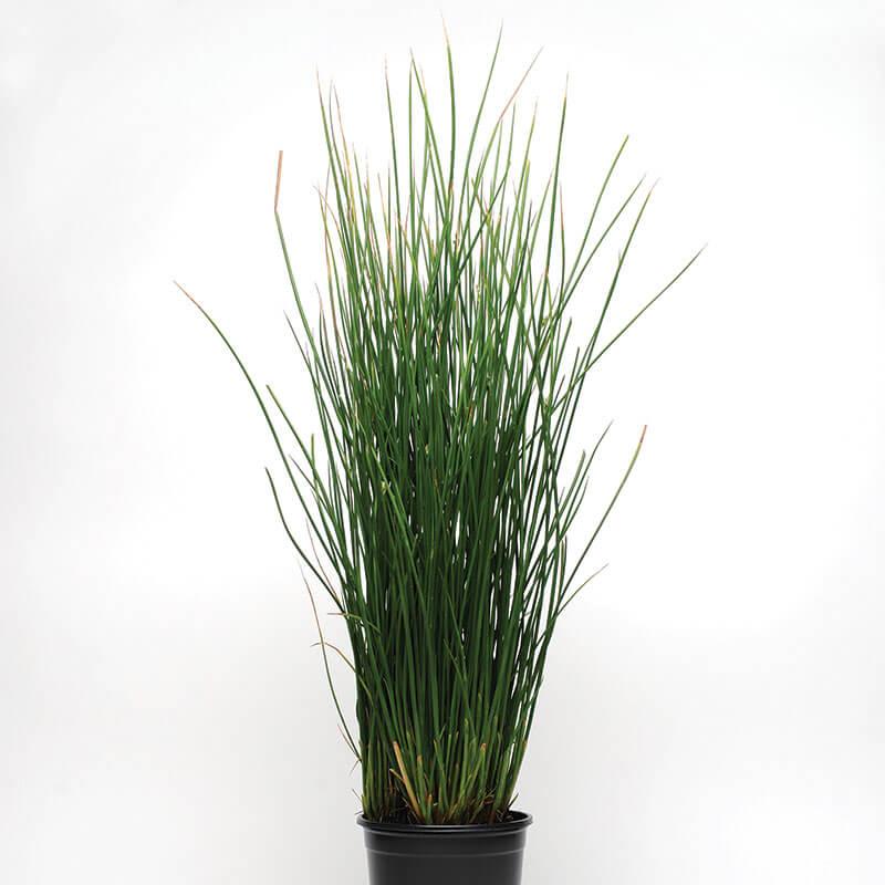 Photo of the leaves of Giant Rush (Juncus pallidus 'Javelin') posted by ...