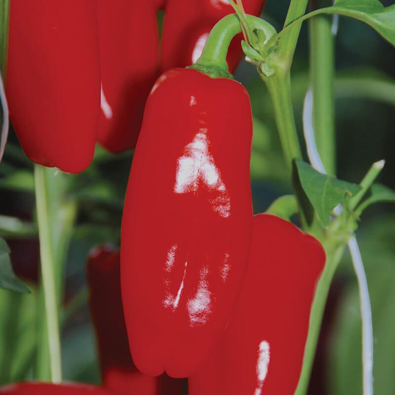Pepper (Capsicum annuum 'Red Sweetie') in the Peppers Database - Garden.org