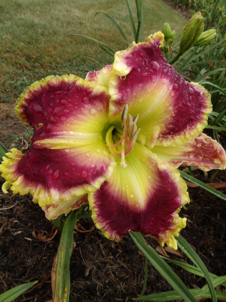 Photo of the bloom of Daylily (Hemerocallis 'New Latitude') posted by ...