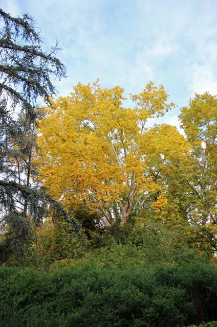 Photo of the fall color of London Planetree (Platanus x hybrida) posted ...
