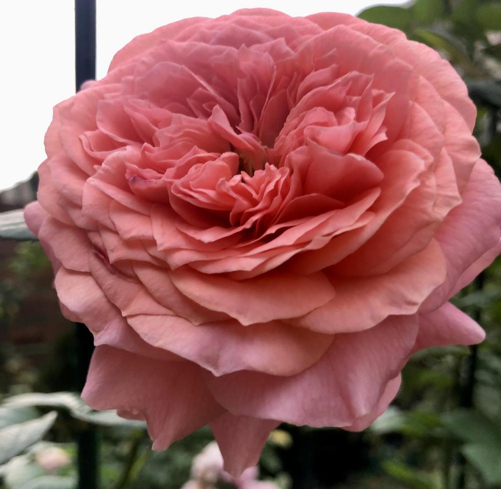 Rose (Rosa 'Amour de Molene') in the Roses Database - Garden.org