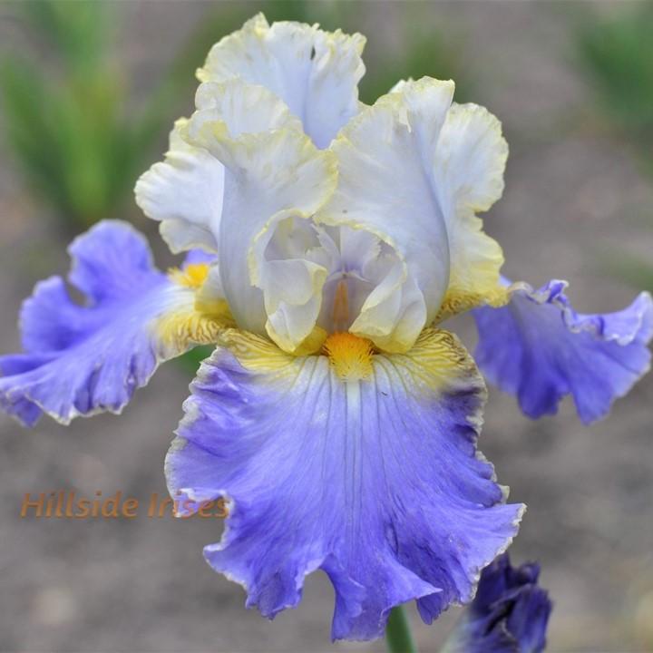 Tall Bearded Iris (Iris 'Gilt-Edged Bond') in the Irises Database ...