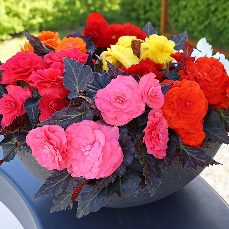 Photo of the entire plant of Begonia (Begonia x tuberhybrida Nonstop™ Mocca Mix) posted by Joy ...