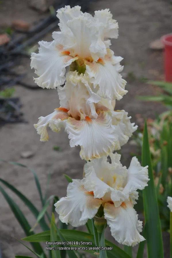 Photo of the bloom of Tall Bearded Iris (Iris 'Castle Peak') posted by ...