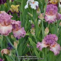 Photo of the bloom of Tall Bearded Iris (Iris 'Pointed Remark') posted by Serjio - Garden.org