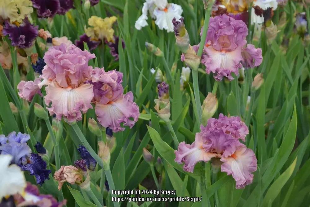 Photo of the bloom of Tall Bearded Iris (Iris 'Pointed Remark') posted by Serjio - Garden.org