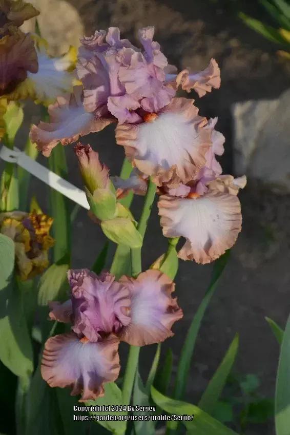 Photo of the bloom of Tall Bearded Iris (Iris 'Kiss the Princess') posted by Serjio - Garden.org