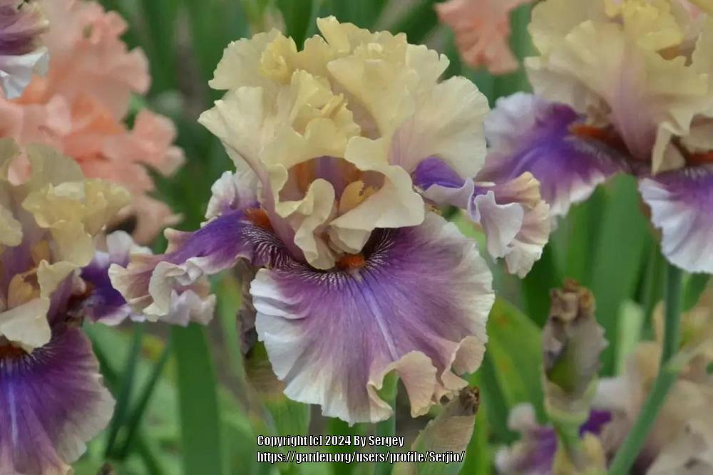 Photo of the bloom of Tall Bearded Iris (Iris 'Smoke and Thunder') posted by Serjio - Garden.org