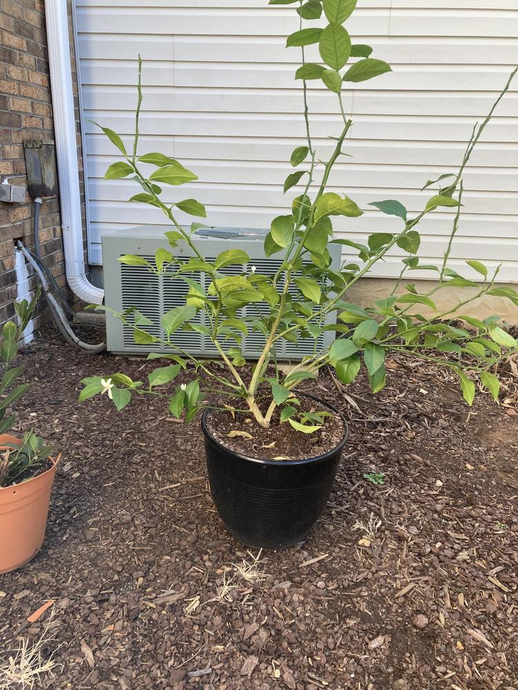 Lemon Tree with 2 Trunks in the Ask a Question forum - Garden.org