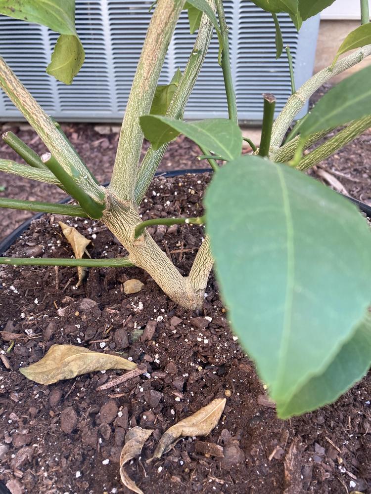 Lemon Tree with 2 Trunks in the Ask a Question forum - Garden.org