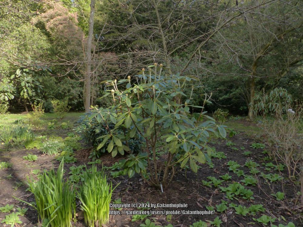 Rhododendron (Rhododendron yakushimanum 'Bohlken's Snowfire') in the ...
