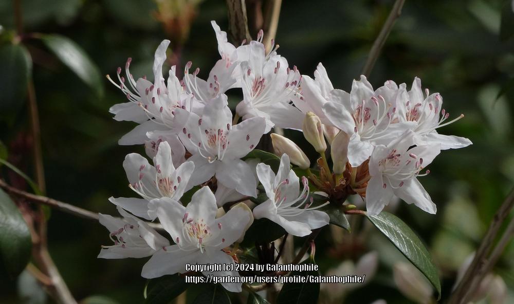 Photo of the bloom of Rhododendron (Rhododendron rigidum 'Album ...