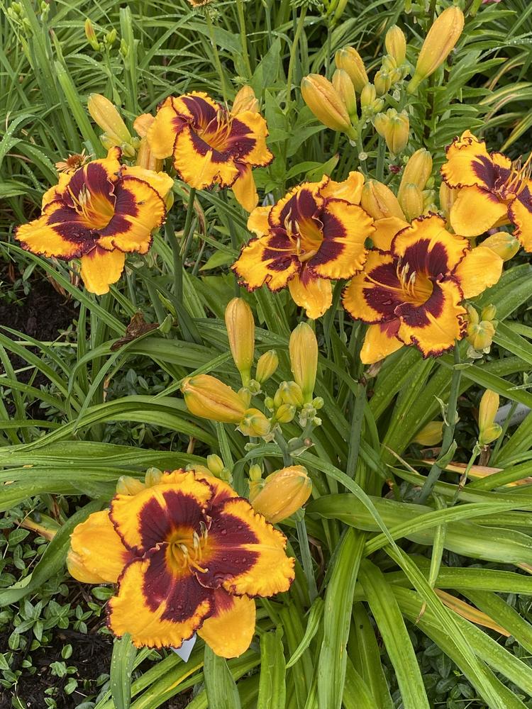 Photo of the entire plant of Daylily (Hemerocallis 'Little Miss ...