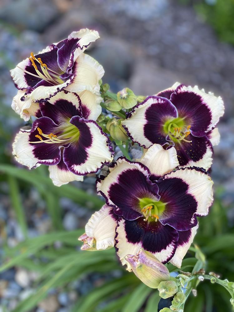 Photo of the bloom of Daylily (Hemerocallis 'Dearest Mahogany') posted ...