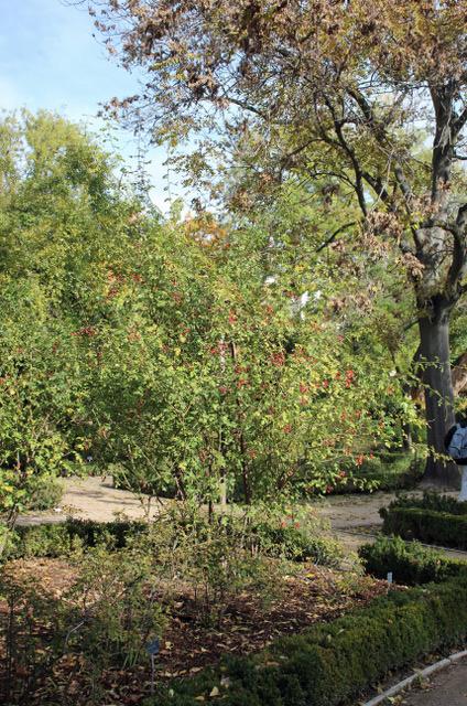 Photo of the entire plant of Rose (Rosa 'Amy Robsart') posted by ...