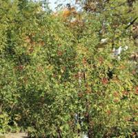 Photo of the entire plant of Rose (Rosa 'Amy Robsart') posted by ...