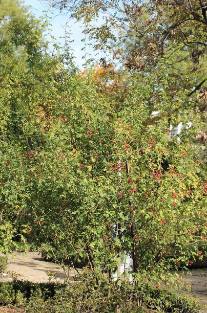 Photo of the entire plant of Rose (Rosa 'Amy Robsart') posted by ...