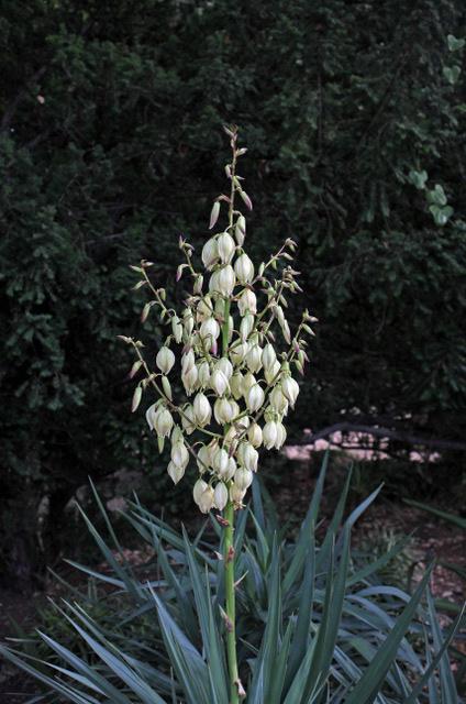 Weeping Yucca (Yucca gloriosa var. tristis) - Garden.org