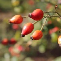 Rose (Rosa 'Amy Robsart') in the Roses Database - Garden.org