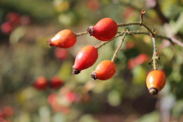 Rose (Rosa 'Amy Robsart') in the Roses Database - Garden.org