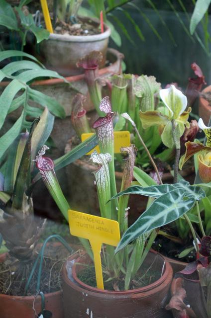 Photo of the entire plant of Pitcher Plant (Sarracenia 'Judith Hindle ...