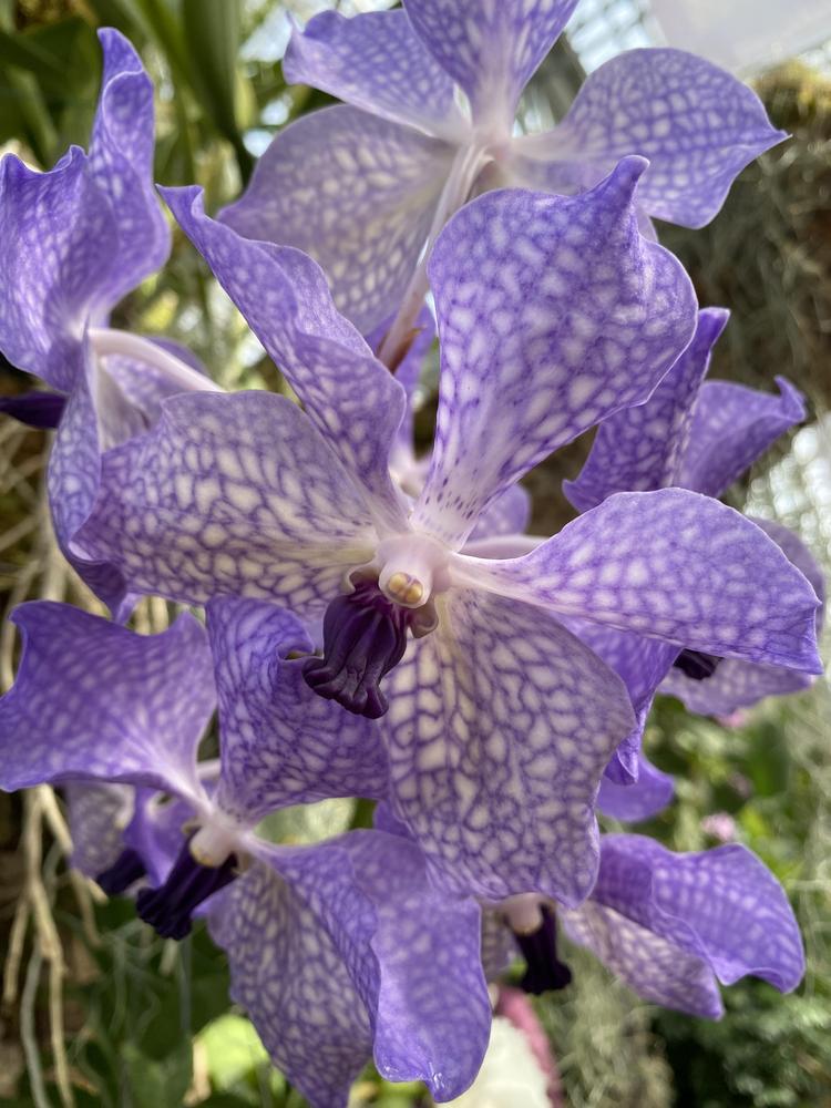 Photo of the bloom of Orchid (Vanda) posted by SL_gardener - Garden.org