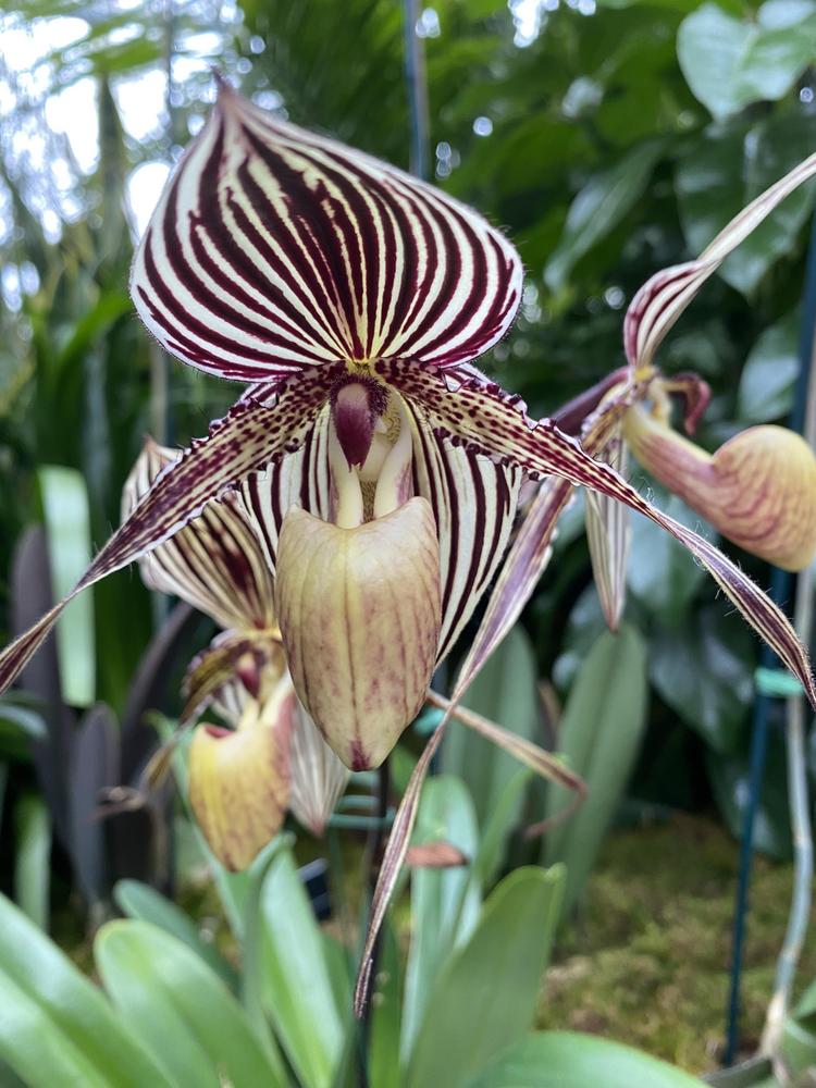 Photo of the bloom of Orchid (Paphiopedilum Saint Swithin) posted by SL ...