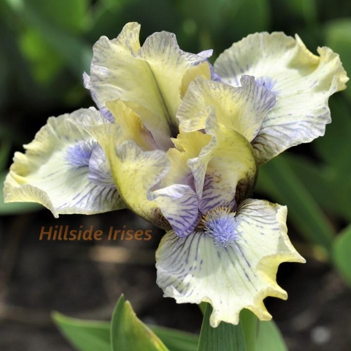 Photo of the bloom of Standard Dwarf Bearded Iris (Iris 'Graph') posted ...