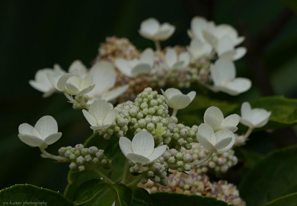 Panicle Hydrangea (Hydrangea paniculata 'Dharuma') in the Hydrangeas ...