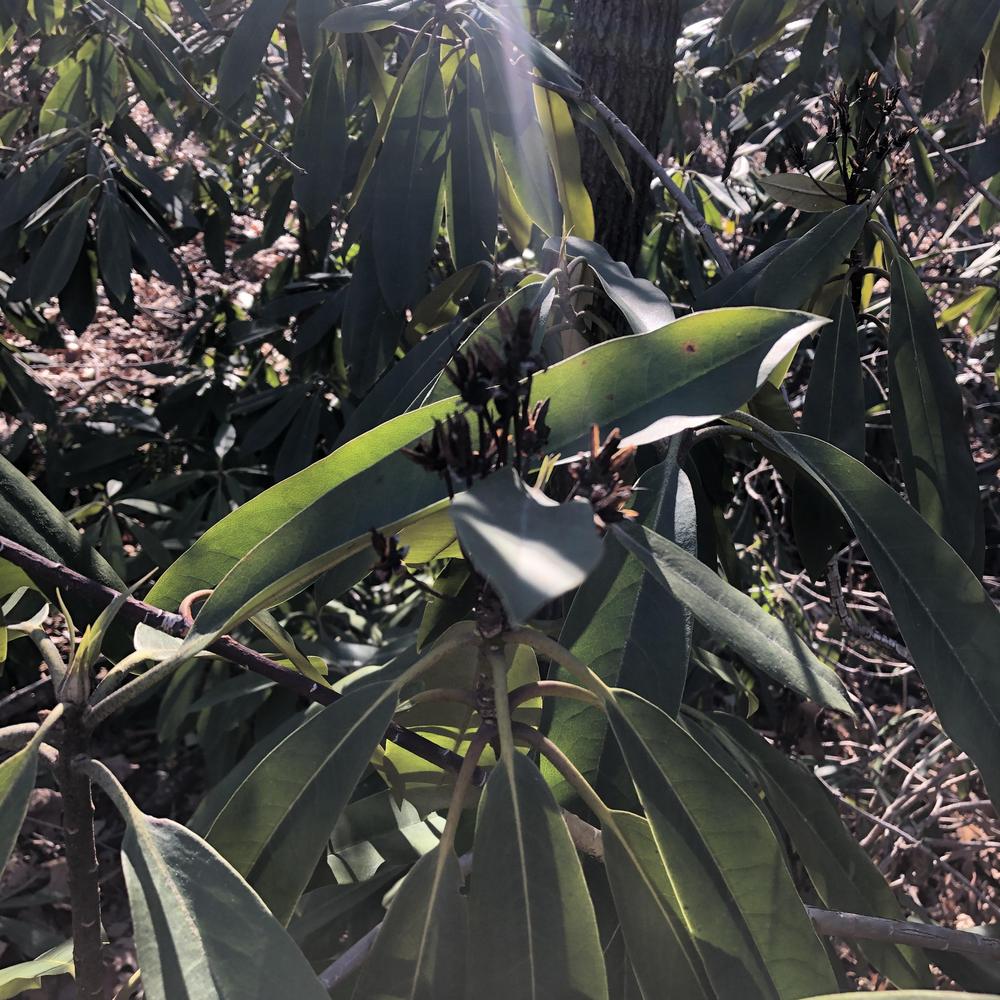 Photo of the seed pods or heads of Rosebay Rhododendron (Rhododendron ...