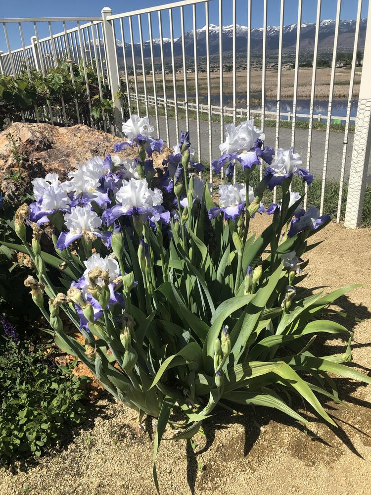 Photo of the entire plant of Tall Bearded Iris (Iris 'Alizés') posted by tds7477 - Garden.org