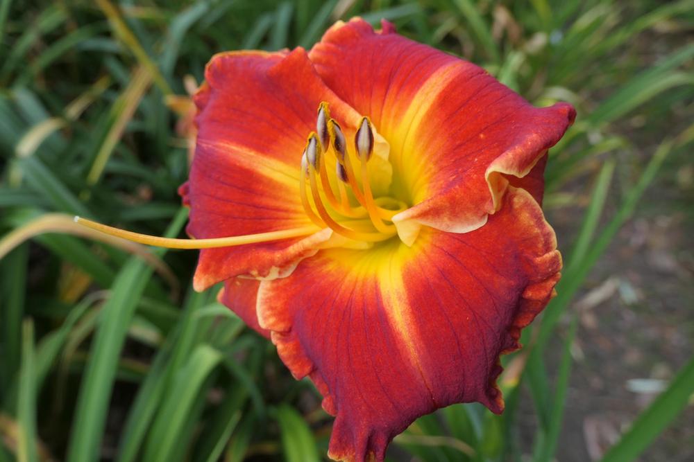 Photo of the bloom of Daylily (Hemerocallis 'Molten Sunset') posted by ...