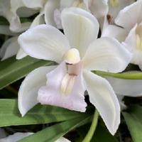 Photo of the bloom of Orchid (Cymbidium Sarah Jean 'Ice Cascade ...