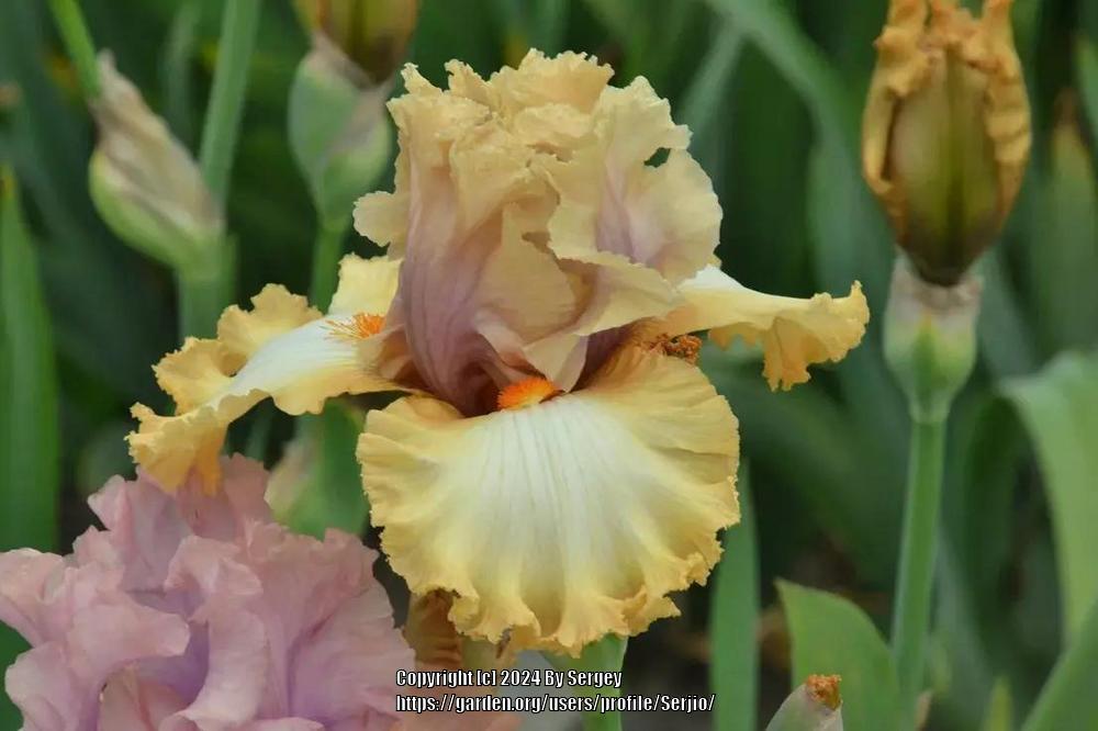 Photo of the bloom of Tall Bearded Iris (Iris 'Good on Ya') posted by ...