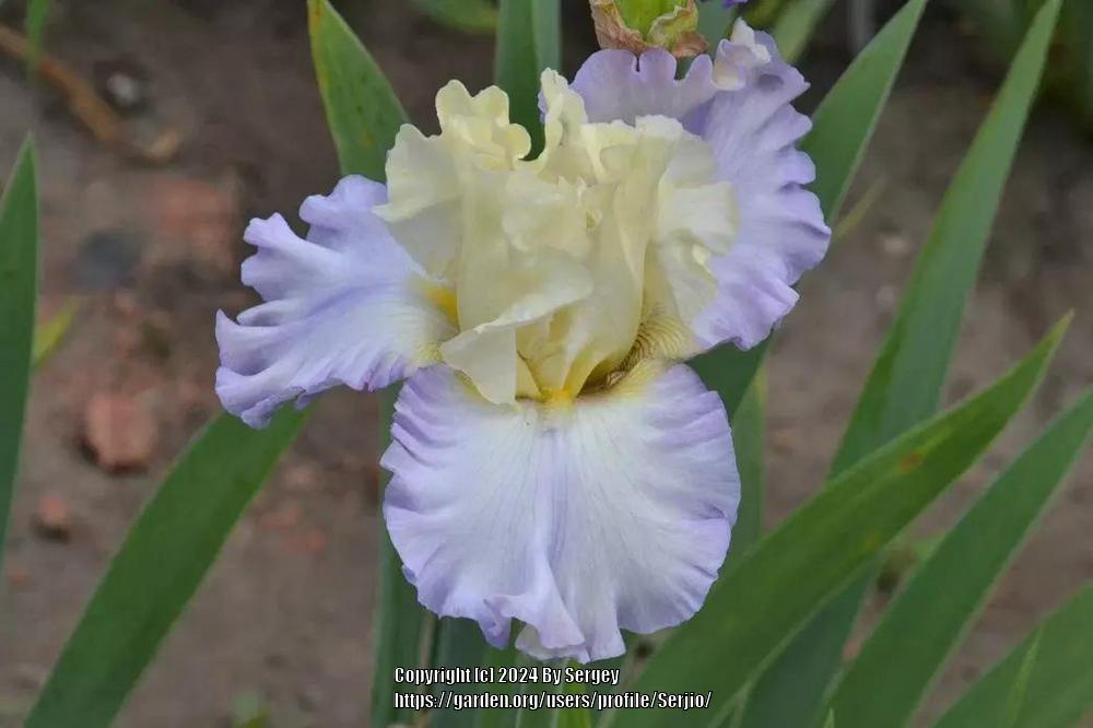 Photo of the bloom of Tall Bearded Iris (Iris 'Feel the Moment') posted by Serjio - Garden.org